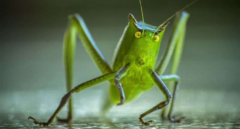 Harvesting insects to recycle food waste - Asia Pacific Infrastructure